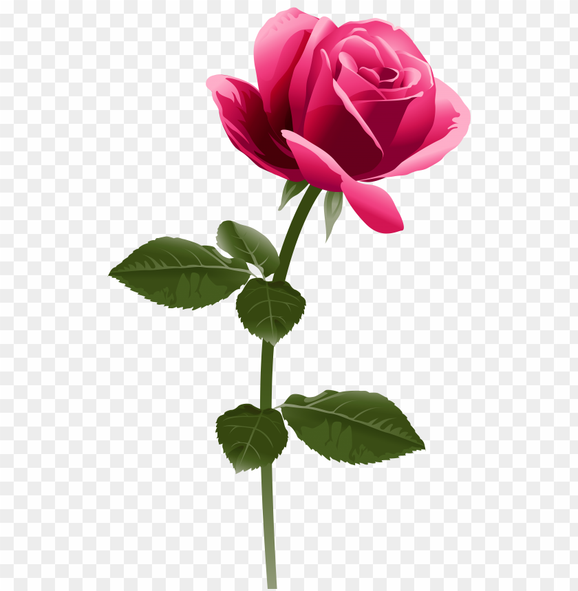 Free download | HD PNG pink rose stem transparent clipart png photo ...