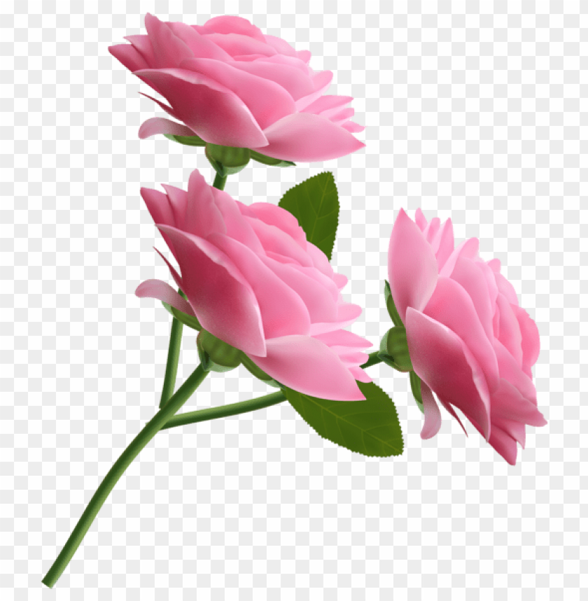 Free download | HD PNG PNG image of pink roses transparent with a clear ...