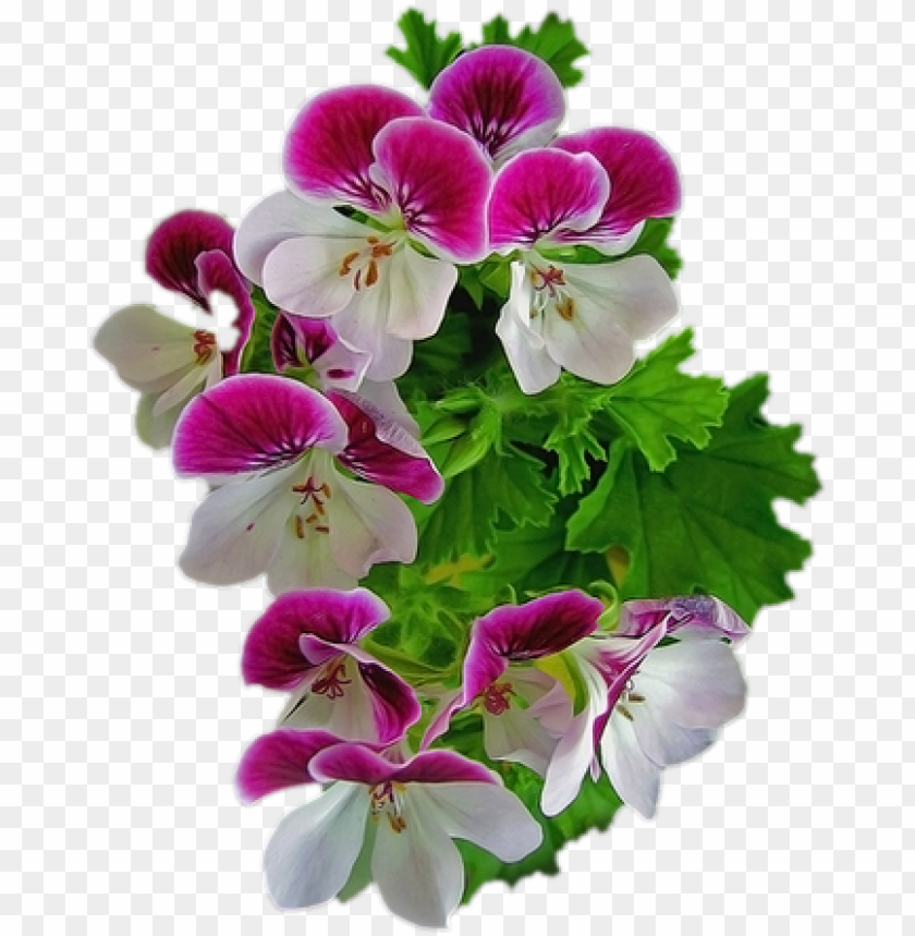 Free download | HD PNG PNG image of pink violet flower with a clear ...