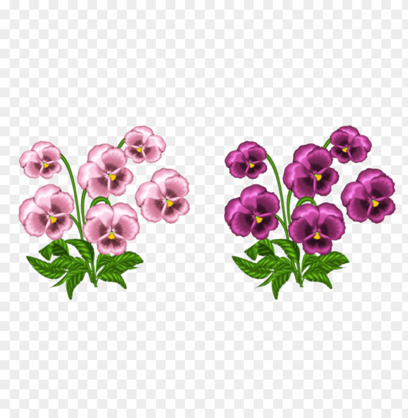 Free download | HD PNG PNG image of pink violets with a clear ...