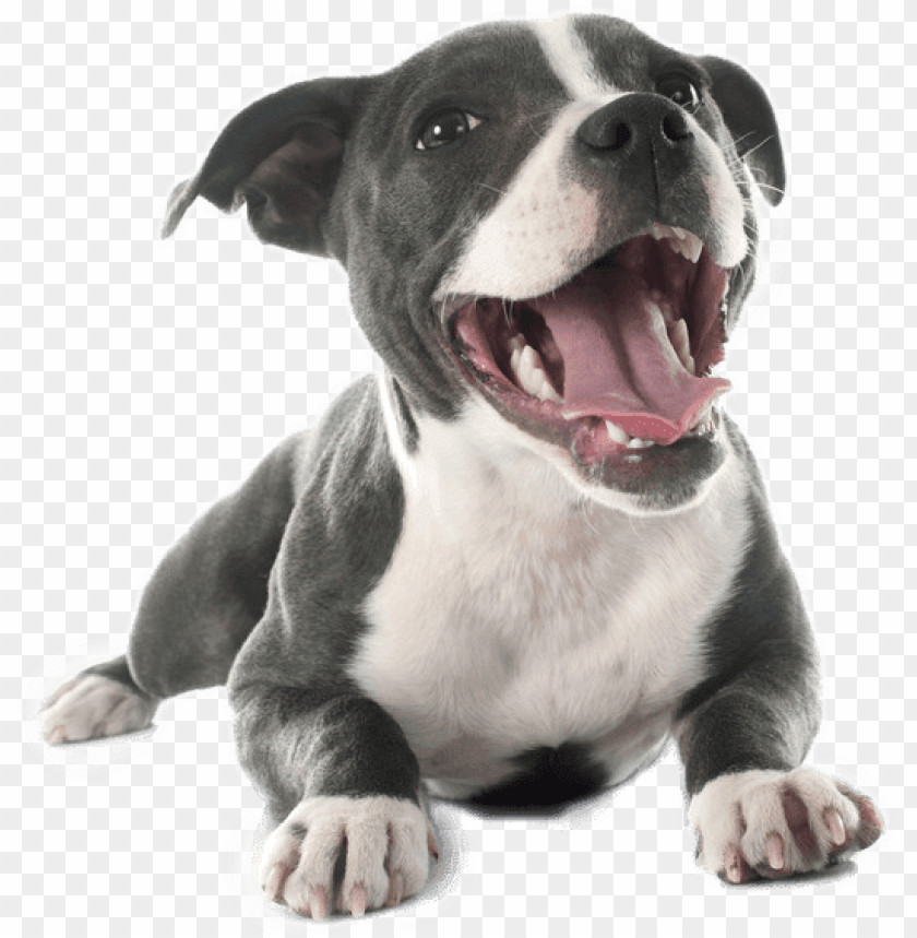 Free download | HD PNG pitbull png PNG transparent with Clear ...
