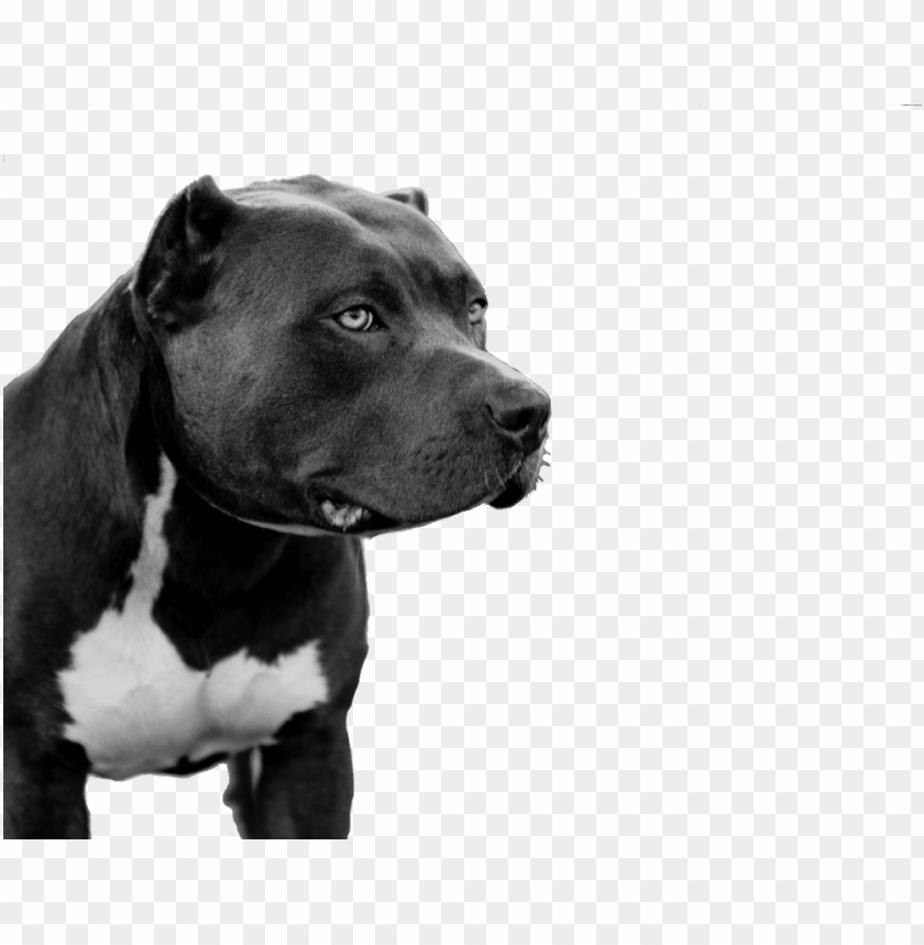 Free download | HD PNG pitbull png PNG transparent with Clear ...