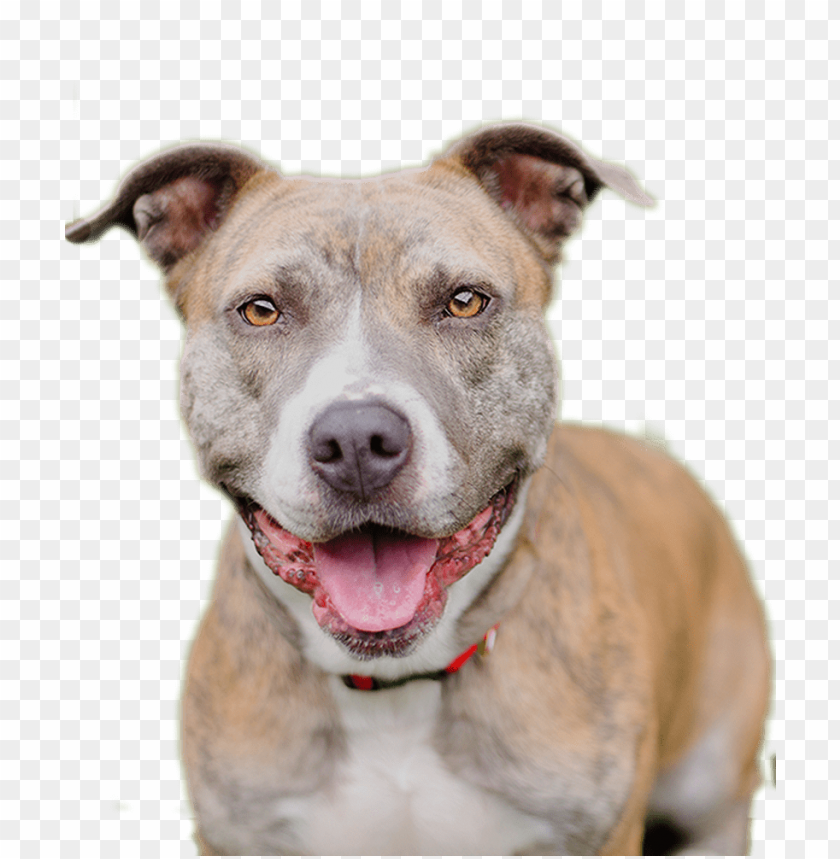 Free download | HD PNG pitbull png PNG transparent with Clear ...