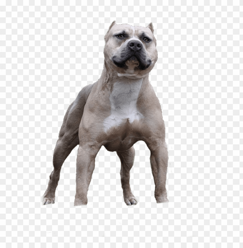 Free download | HD PNG pitbull png PNG transparent with Clear ...