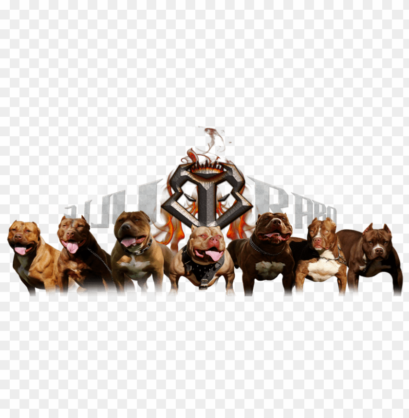 Free download | HD PNG pitbull png PNG transparent with Clear ...