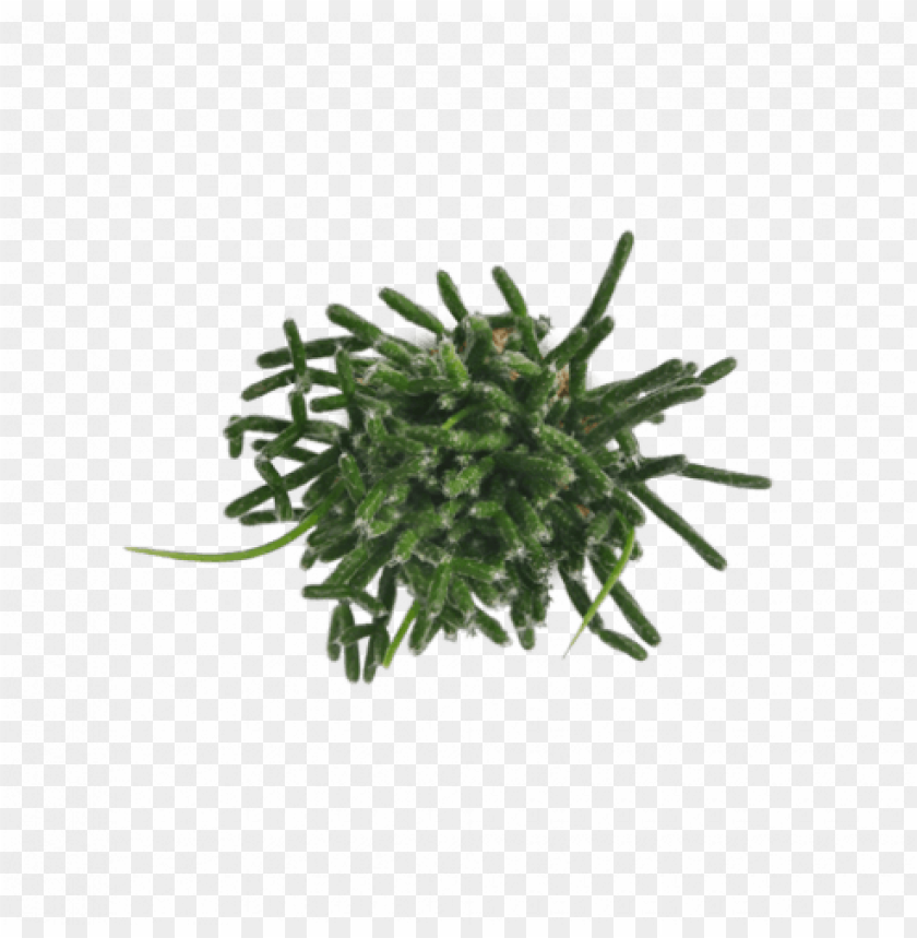 Free download | HD PNG PNG image of green spiky plant with dense leaves ...