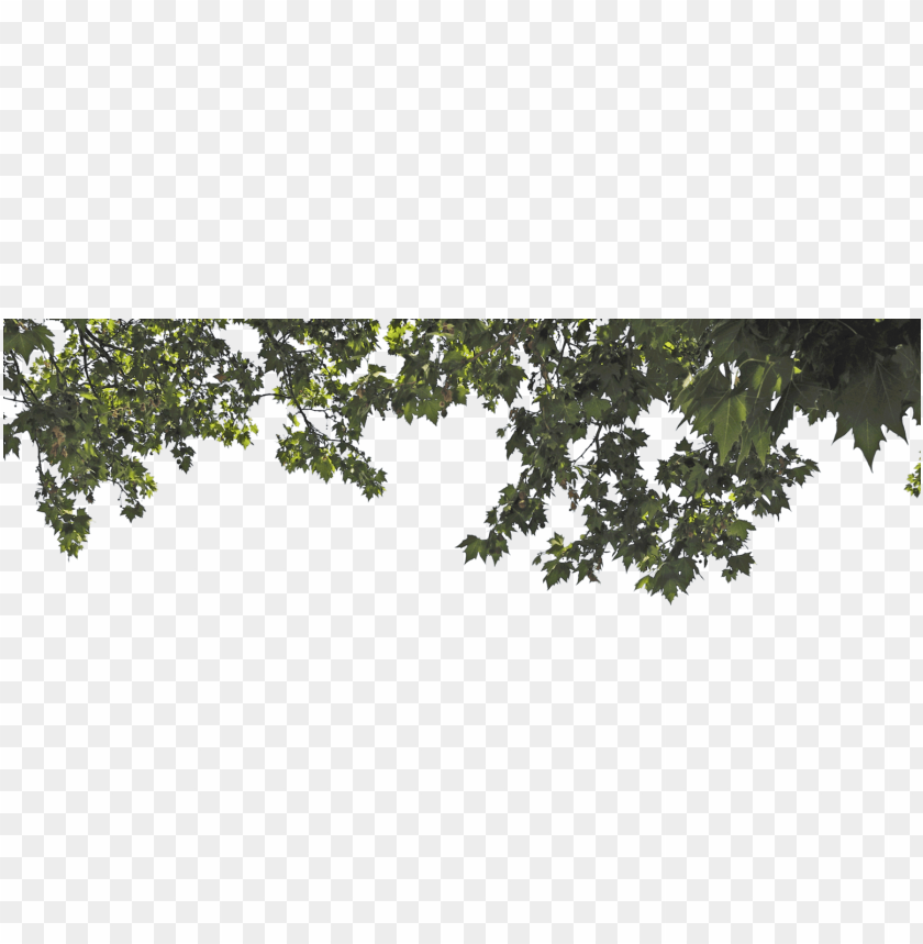 Free download | HD PNG PNG image of overhanging tree branch with leaves ...