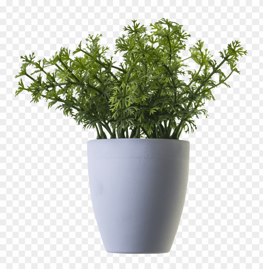 Free download | HD PNG PNG image of plant with a clear background ...