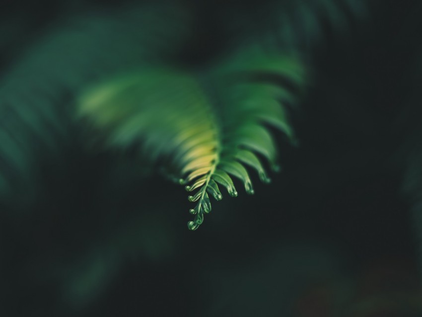 Free download | HD PNG plant leaf carved blur green 4k wallpaper | TOPpng