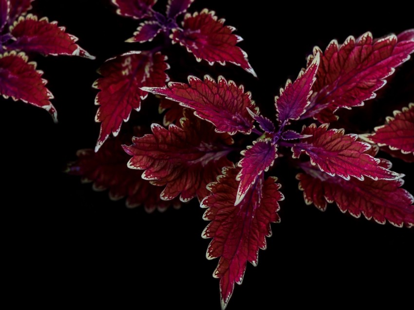 Free download | HD PNG plant leaves carved contrast 4k wallpaper | TOPpng