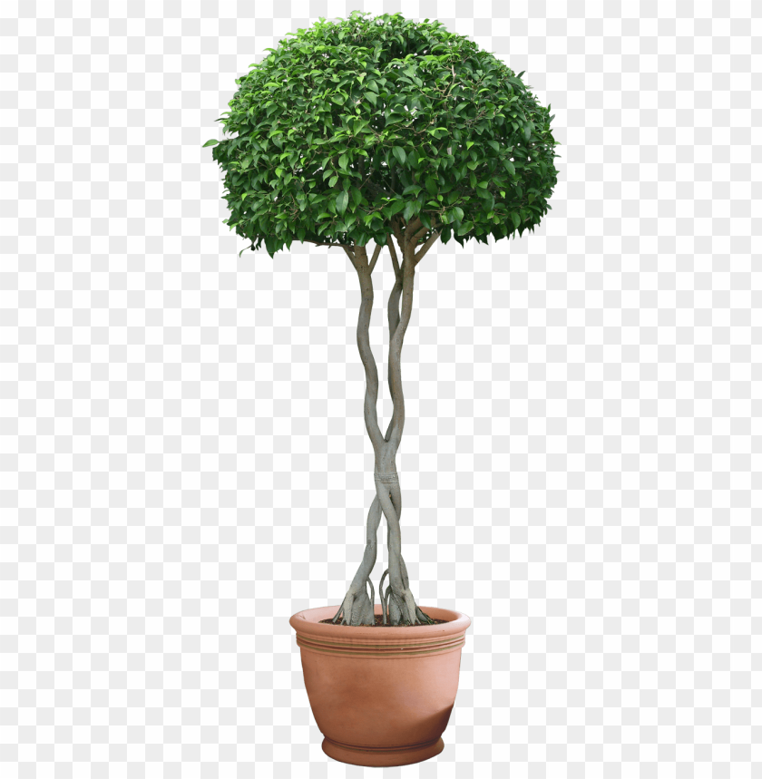 Free download | HD PNG PNG image of potted ornamental tree with round ...