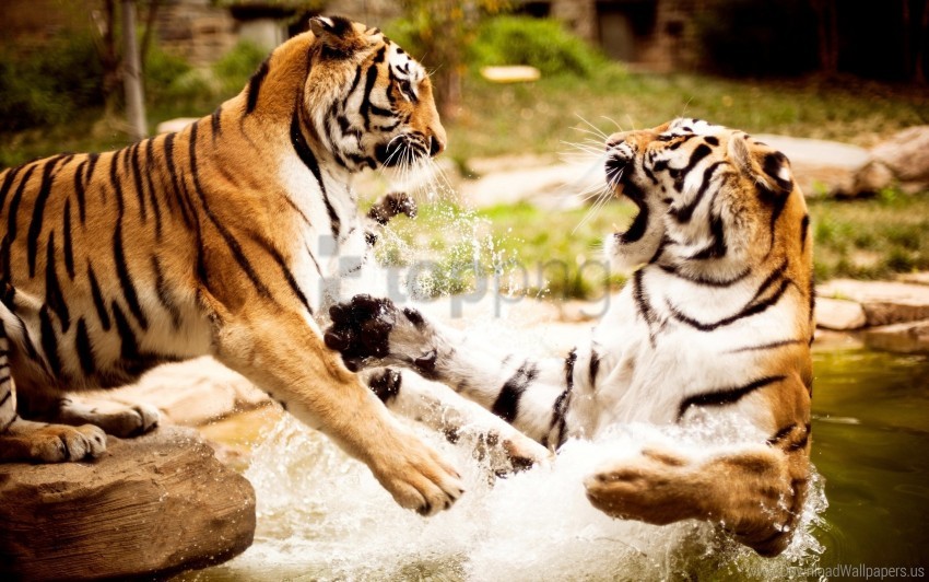 Free download | HD PNG playing tigers wallpaper background best stock ...