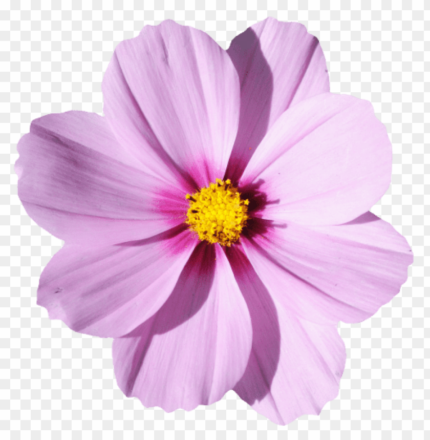 Free download | HD PNG png transparent flowers PNG transparent with ...