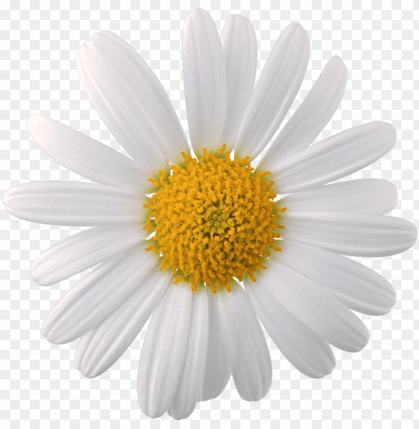 Free download | HD PNG png transparent flowers PNG transparent with ...