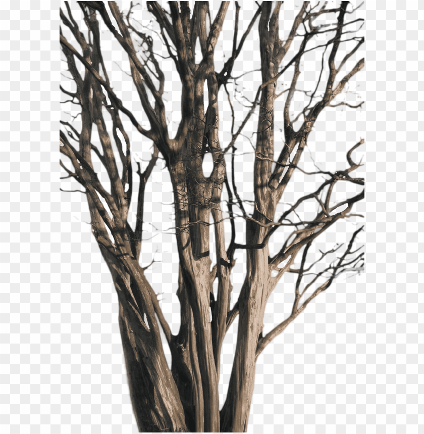 Free download | HD PNG tree branch PNG transparent with Clear ...