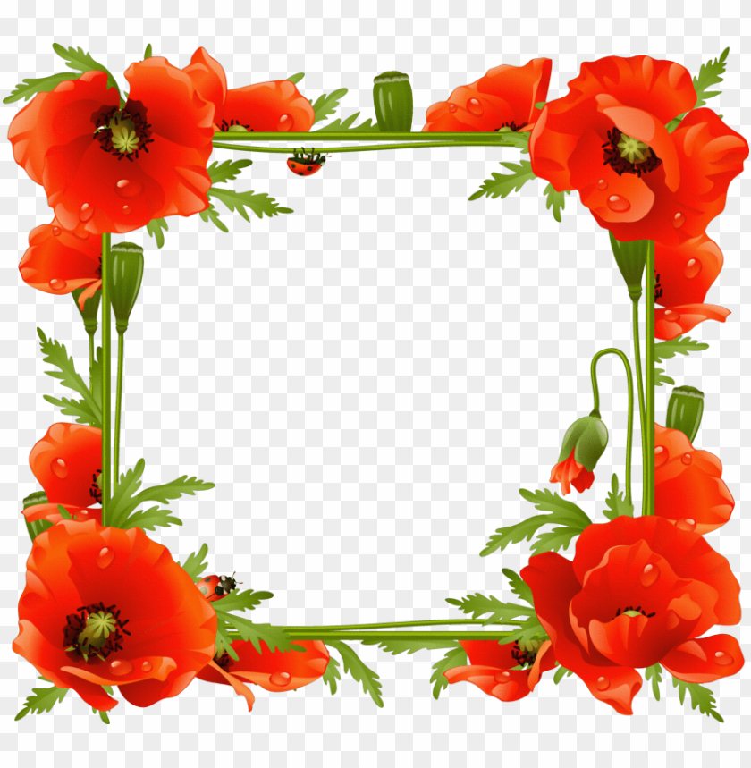 Free download | HD PNG poppies transparent frame background best stock ...