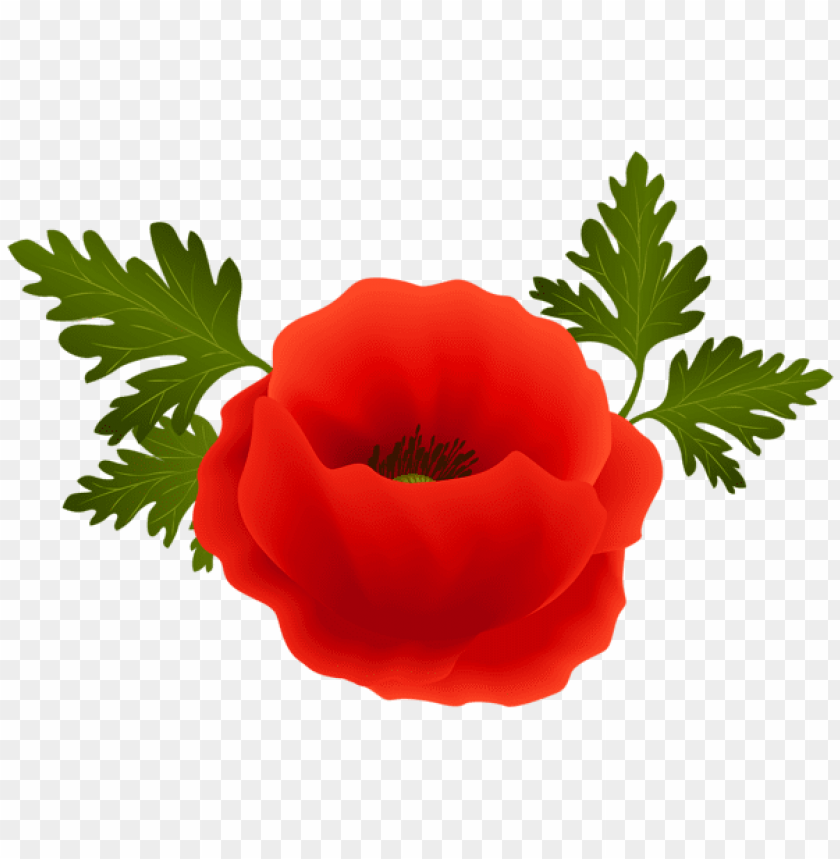 Free download | HD PNG PNG image of poppy with a clear background ...
