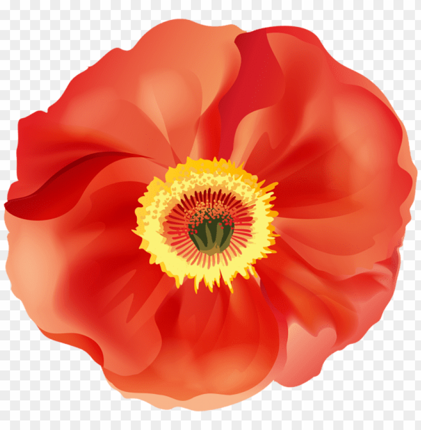 Free download | HD PNG PNG image of poppy with a clear background ...