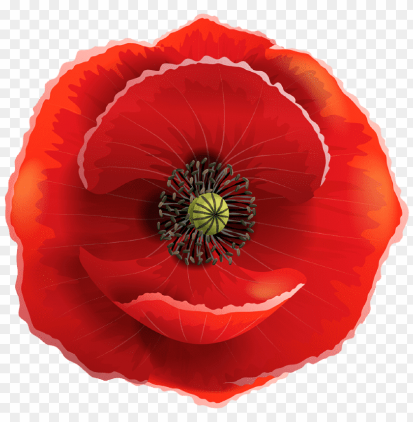 Free download | HD PNG PNG image of poppy transparent with a clear ...