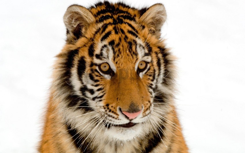 Free download | HD PNG portrait tiger wallpaper background best stock ...