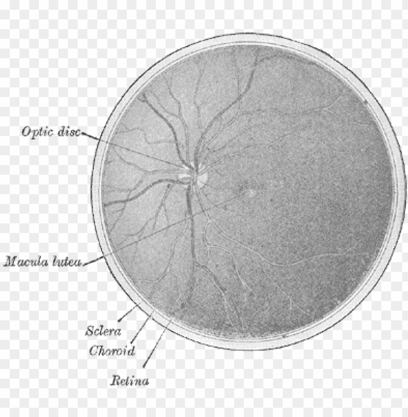 Free download | HD PNG posterior half of eye anterior view PNG ...
