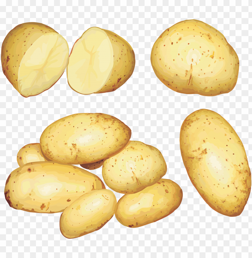 Free download | HD PNG small baby potatoes with smooth skin png PNG ...