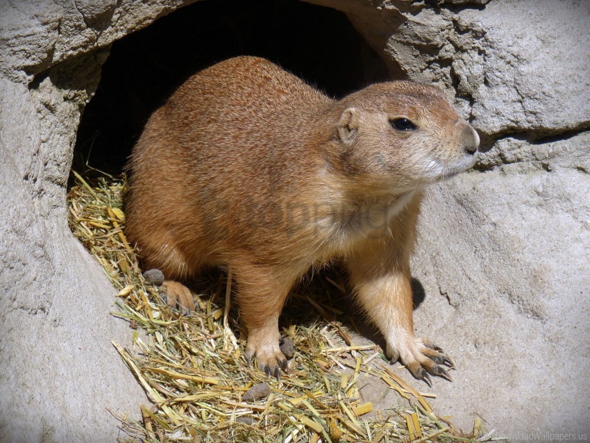 Free download | HD PNG prairie dog sunlight walk wallpaper background ...