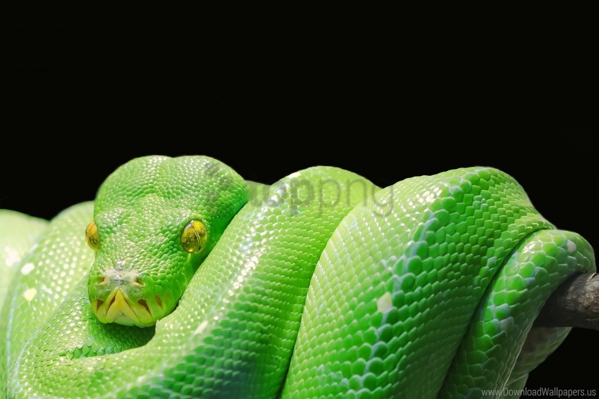 Free download | HD PNG predator python reptile snake wallpaper ...