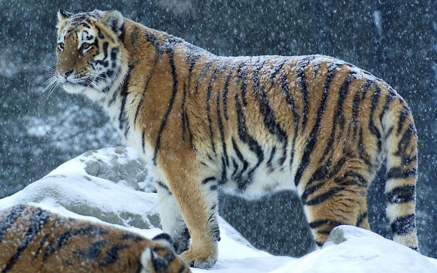 Free download | HD PNG predator snow stand tiger winter wallpaper ...