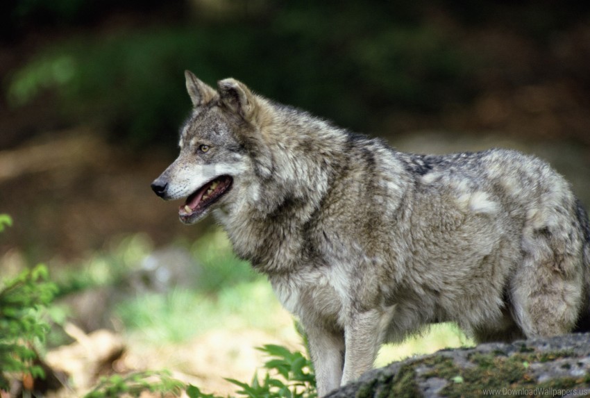 Free download | HD PNG predator wolf wool wallpaper background best ...