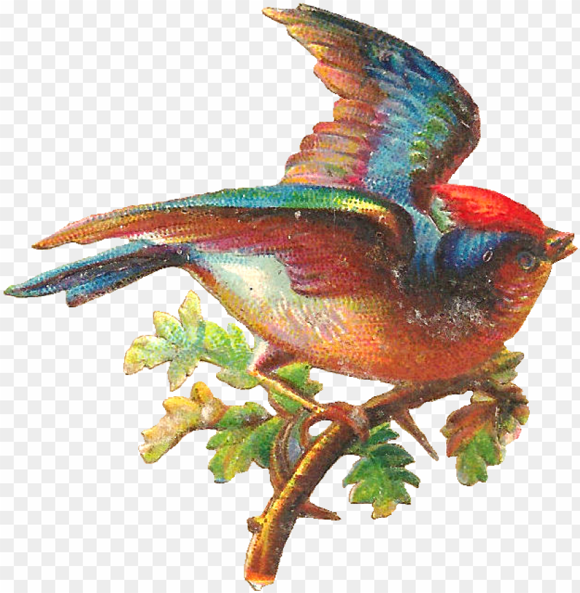 Free download | HD PNG colorful bird with branch PNG transparent with ...
