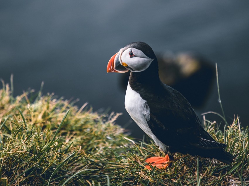 Free download | HD PNG puffin bird grass shore wildlife png - Free PNG ...