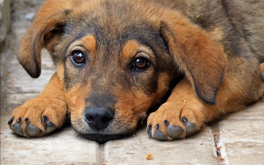 Free download | HD PNG puppy sad eyes soft paws wallpaper background ...