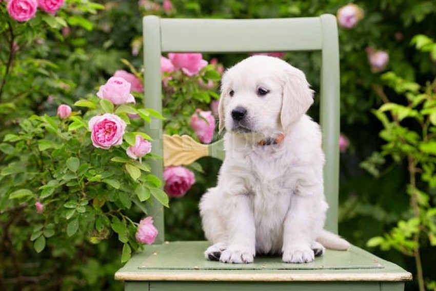 Free download | HD PNG puppy with roses background best stock photos ...