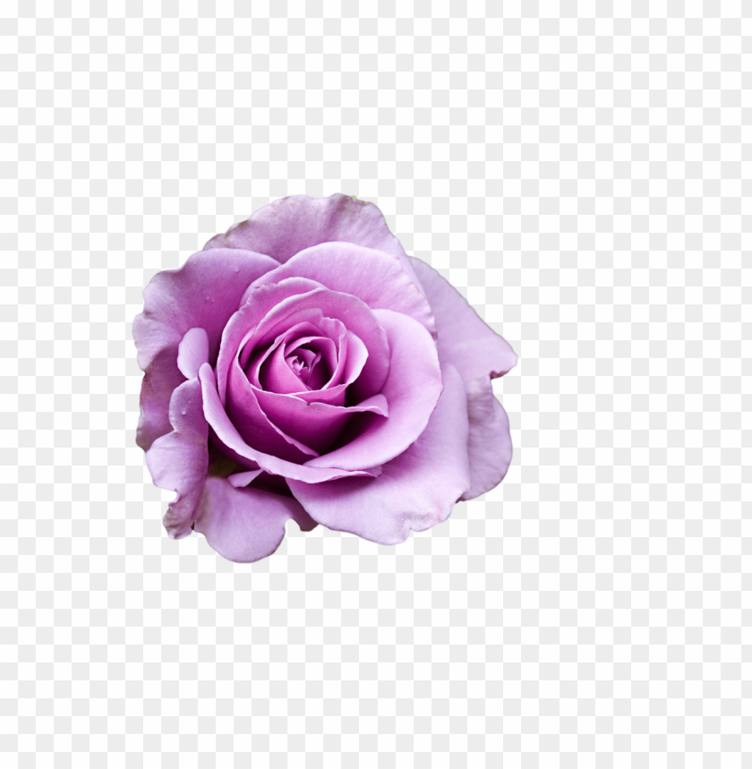 Free download | HD PNG purple flower transparency PNG transparent with Clear Background ID ...