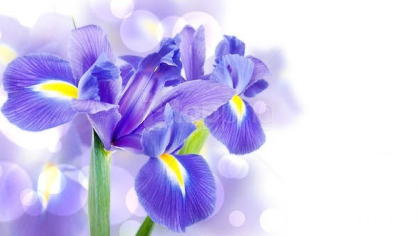 Free download | HD PNG purple iris bloom floral wallpaper background ...