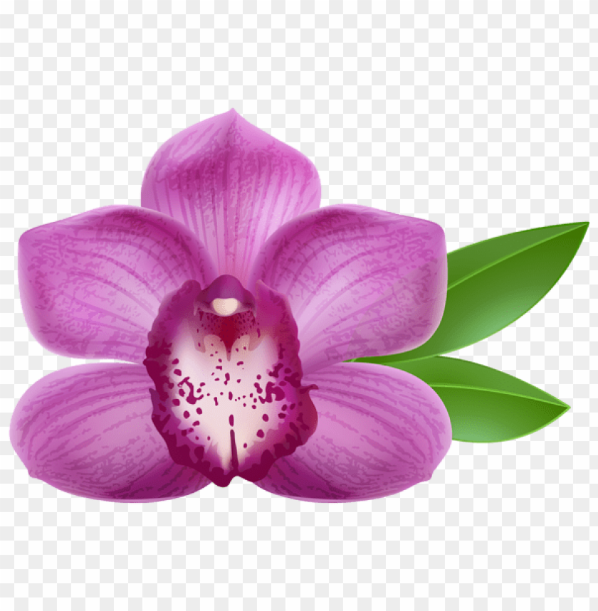 Free download | HD PNG PNG image of purple orchid transparent with a ...