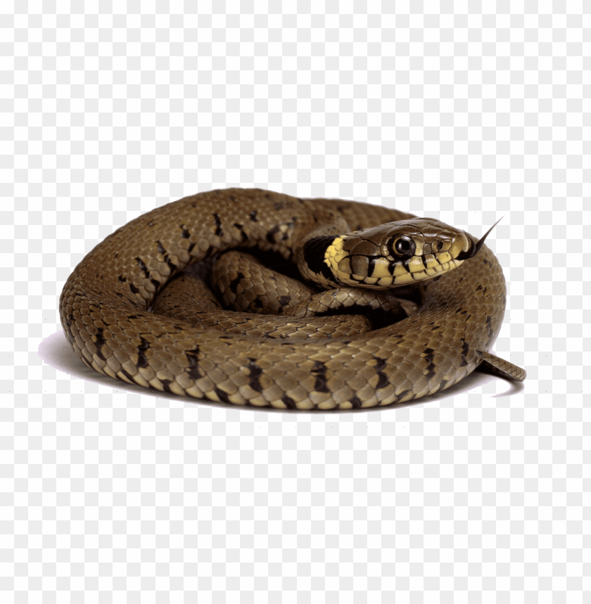 Free download | HD PNG python free s png images background - Image ID 36237 | TOPpng
