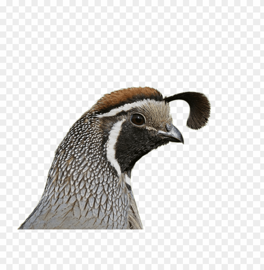 Free download | HD PNG quail head | TOPpng