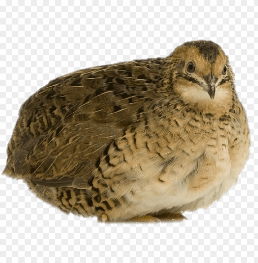 Free download | HD PNG quail resting | TOPpng