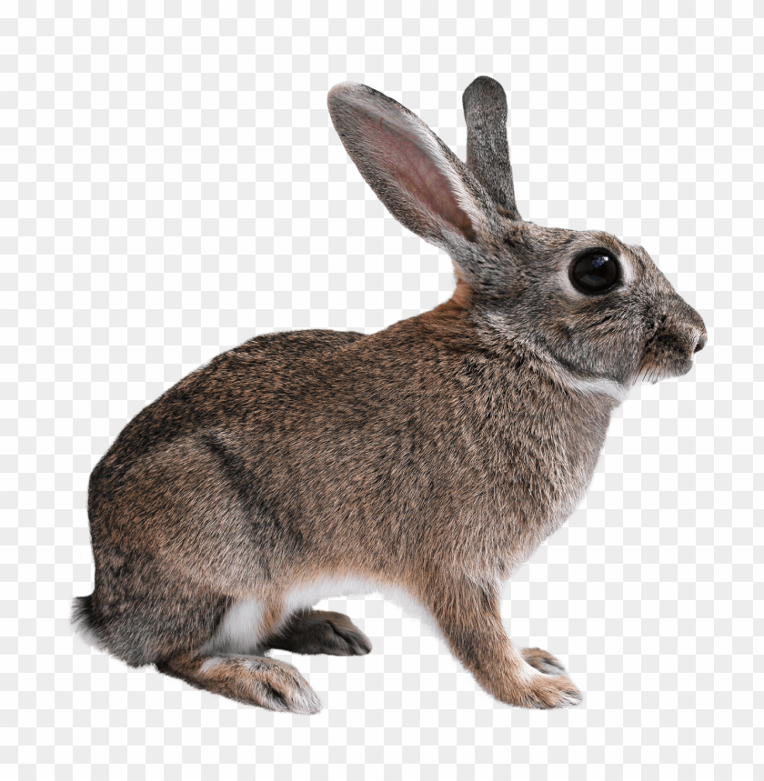 Free download | HD PNG gray rabbit sitting png | TOPpng