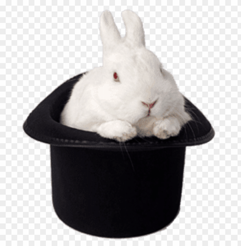 Free download | HD PNG rabbit magic | TOPpng