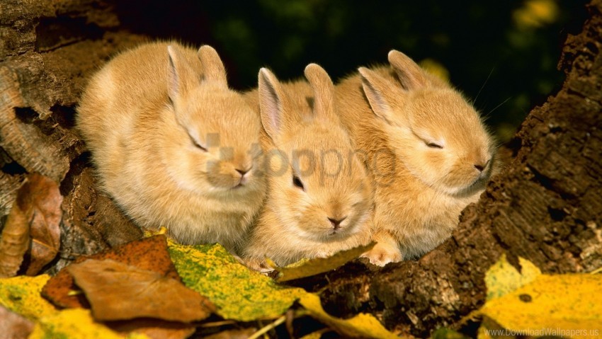 Free download | HD PNG rabbits sleep three wallpaper background best ...