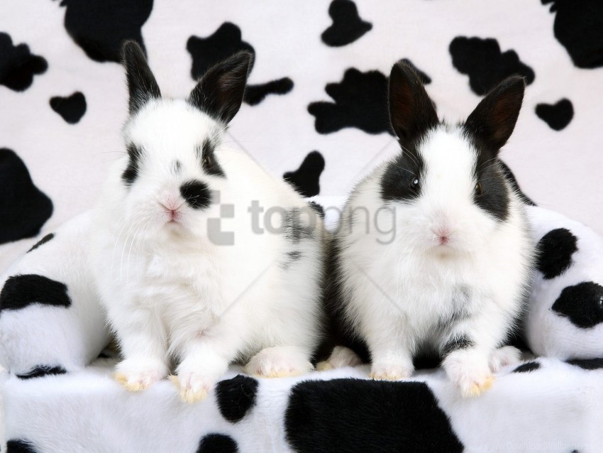 Free download | HD PNG rabbits spotted wallpaper background best stock ...