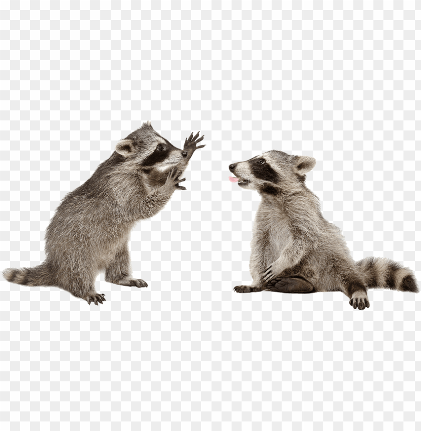Free download | HD PNG raccoons png transparent background raccoon PNG ...