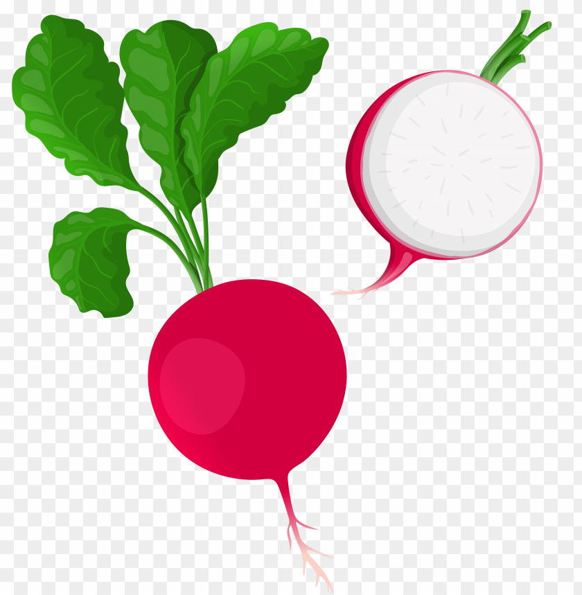 Free download | HD PNG fresh red radish png clipart png photo - 32700 ...