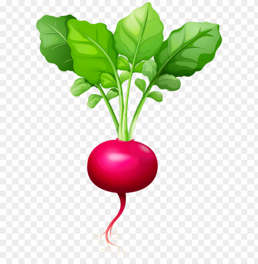Free download | HD PNG Transparent single red radish with green leaves ...
