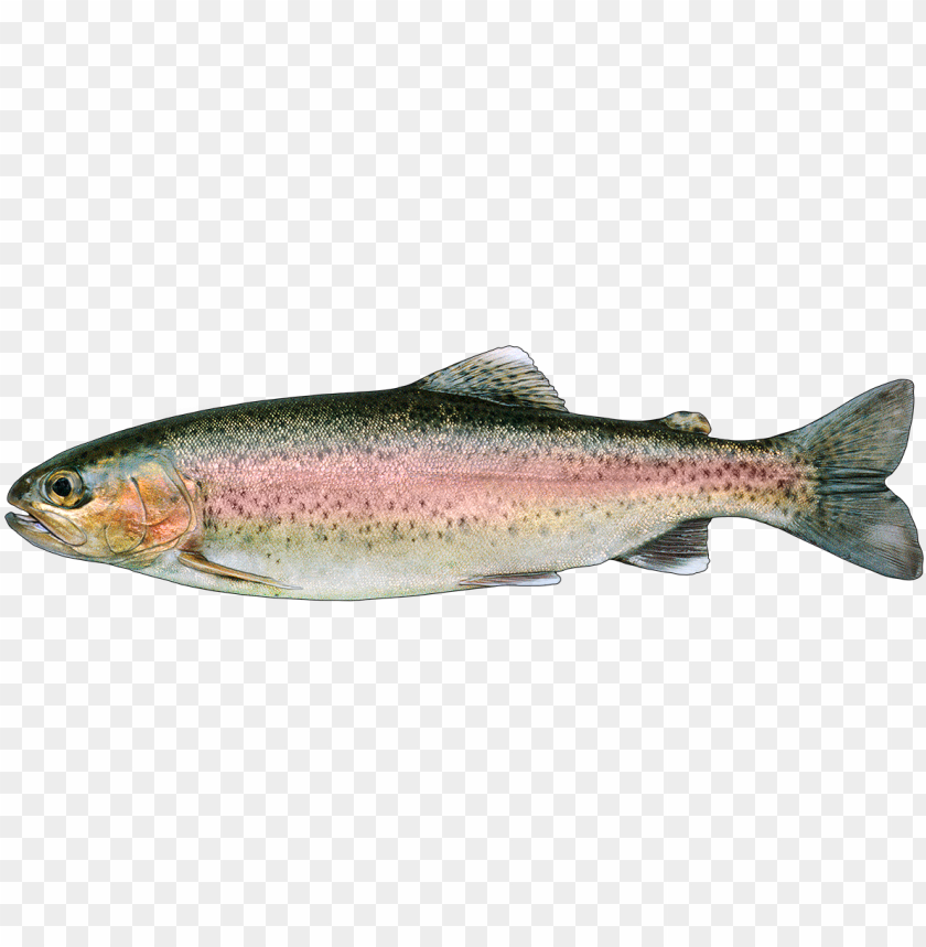Free download | HD PNG rainbow trout png rainbow trout PNG transparent ...