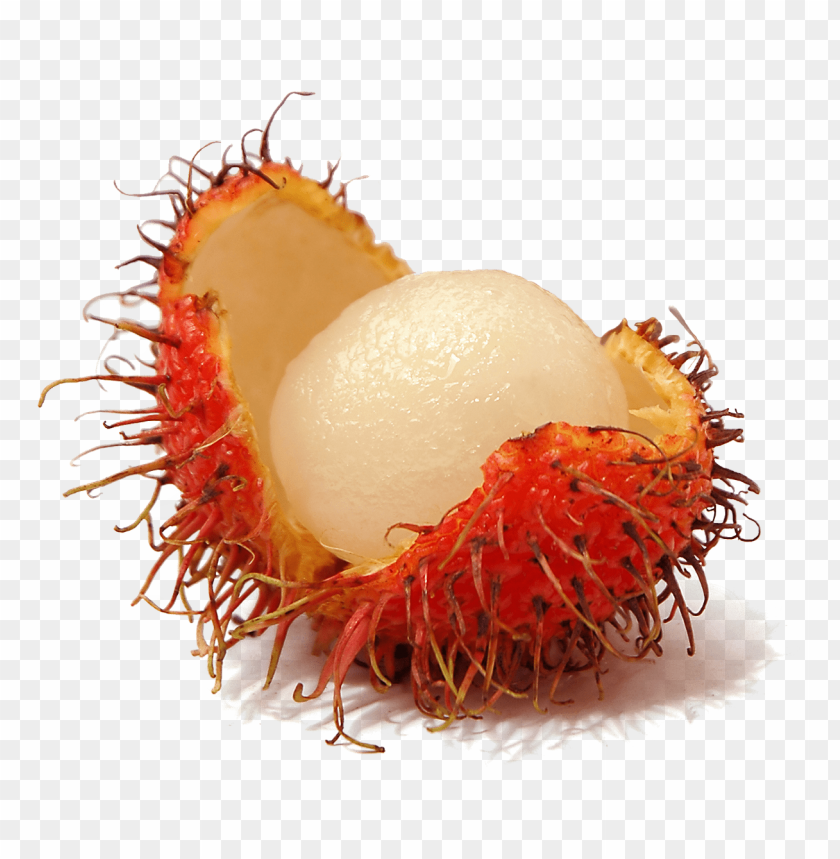 Free download | HD PNG rambutan opened with flesh png PNG images with ...