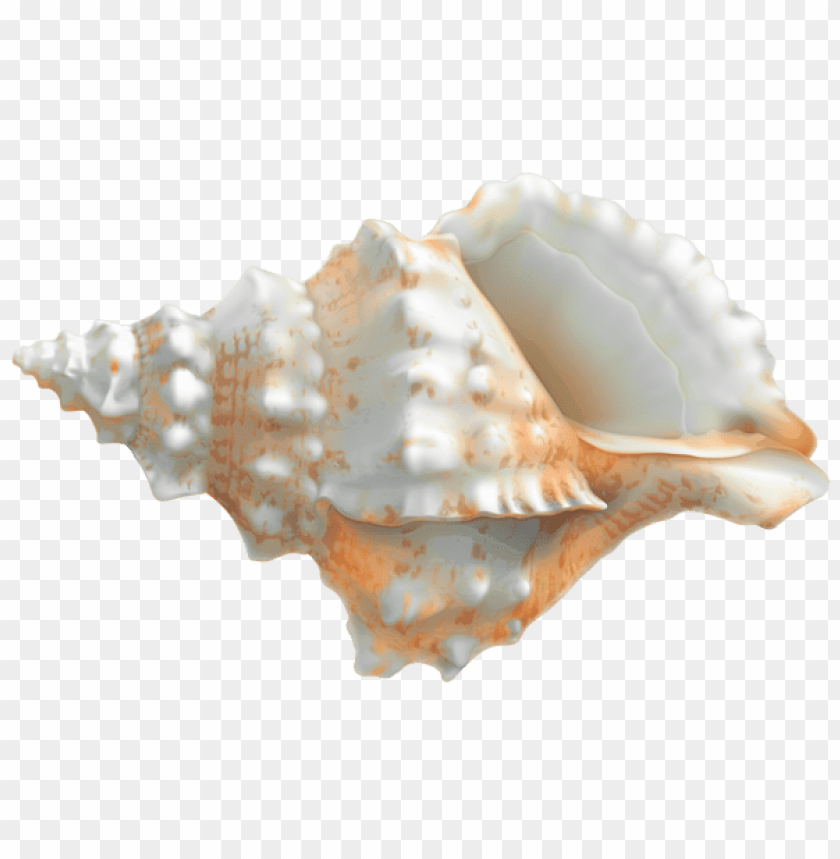 Free download | HD PNG rapana clipart png photo - 56367 | TOPpng